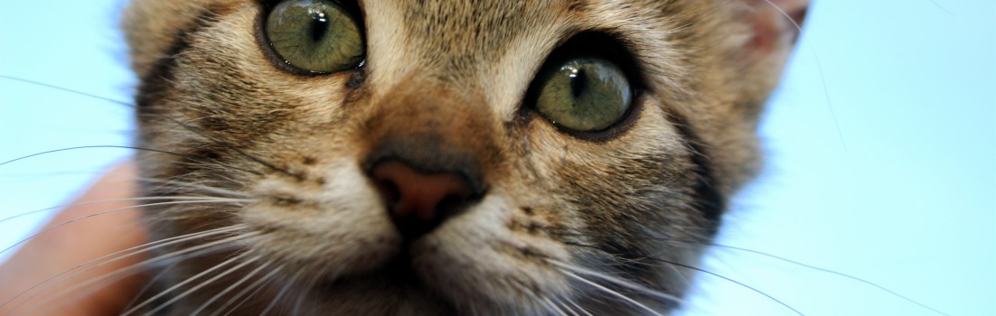 cropped-kitten.jpg - CAW Blog