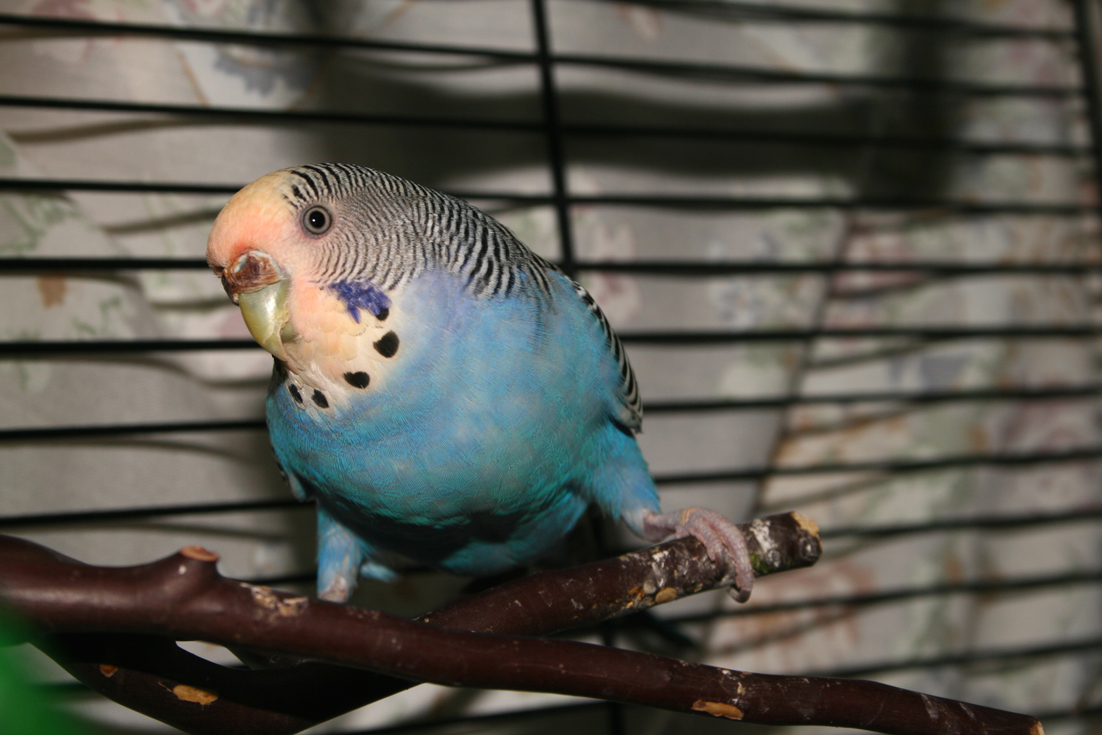 Lost Parakeet Tells Police its Home Address - CAW Blog