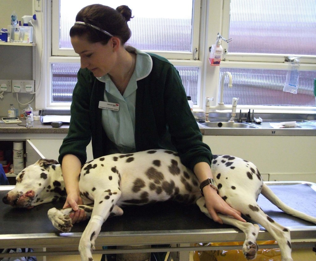 Advanced Apprenticeship in Veterinary Nursing (Level 3 Diploma) - Enrolling Now for September ...