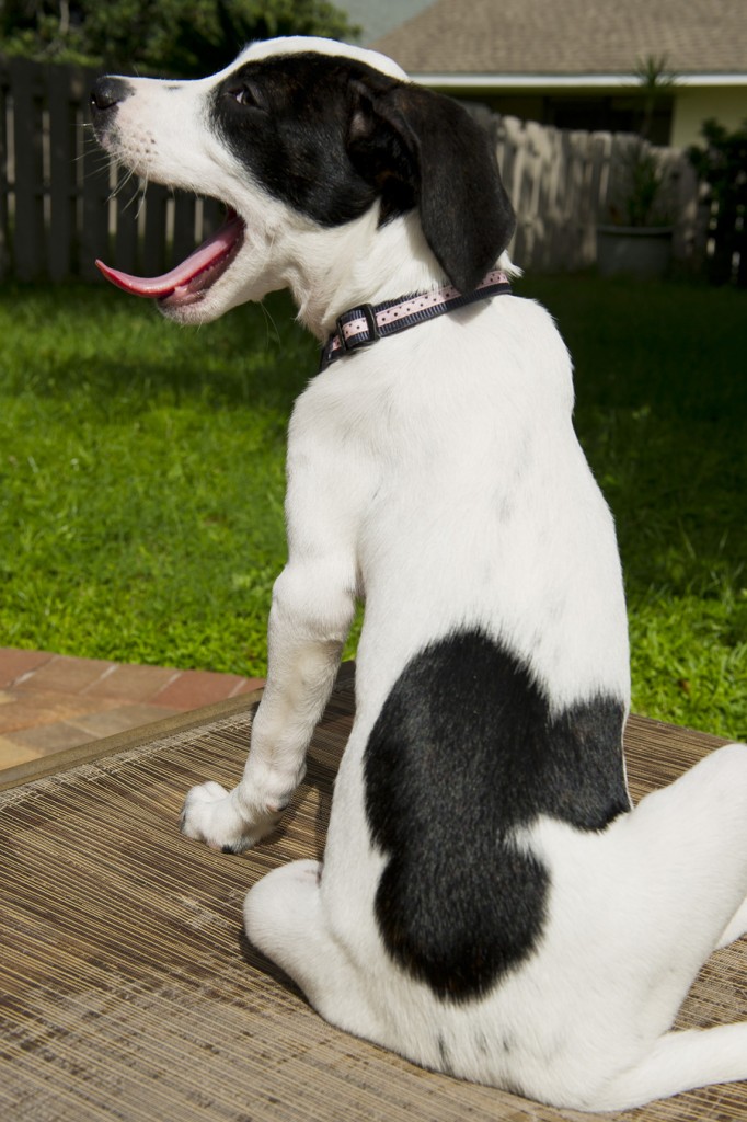 The Mickey Mouse Dog [Pics] - CAW Blog