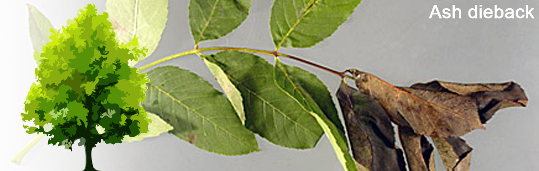 Ashes to ashes - CAW Blog