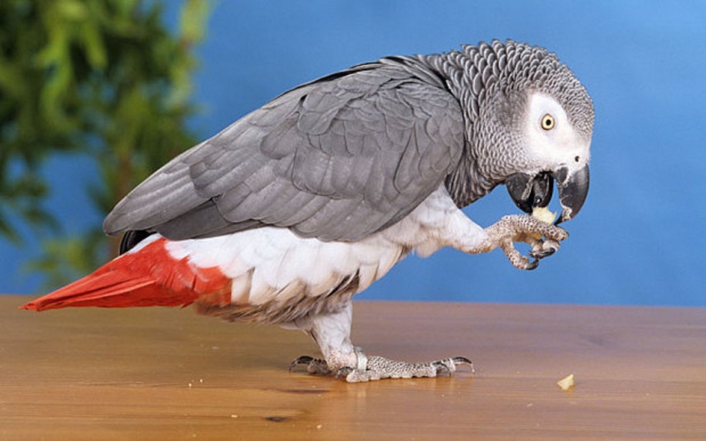 British parrot missing for four years returns speaking Spanish! - CAW Blog