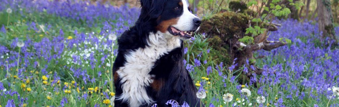 Spring is here: Take note of these spring pet safety tips! - CAW Blog