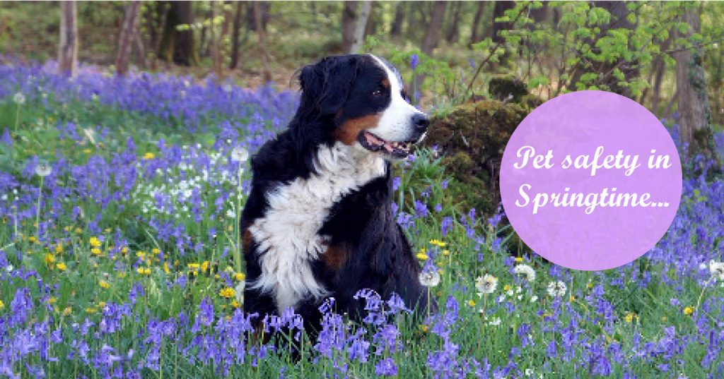 Spring pet safety tips blog featured image - CAW Blog