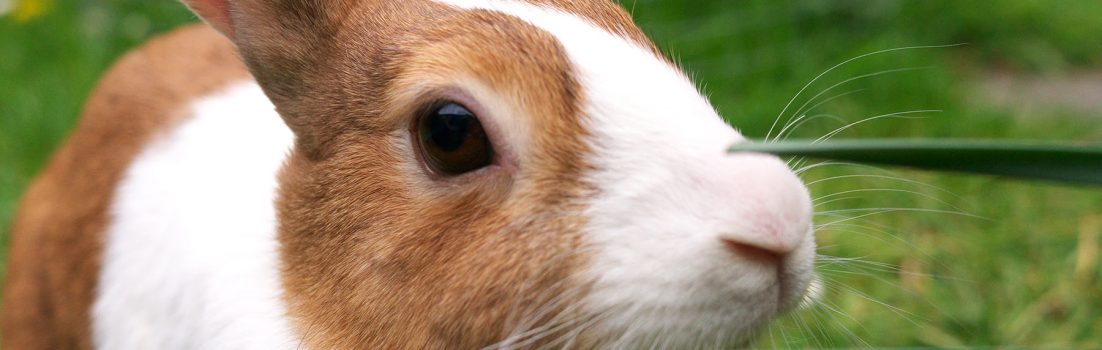 Keeping Pet Rabbits: Get it right! - CAW Blog
