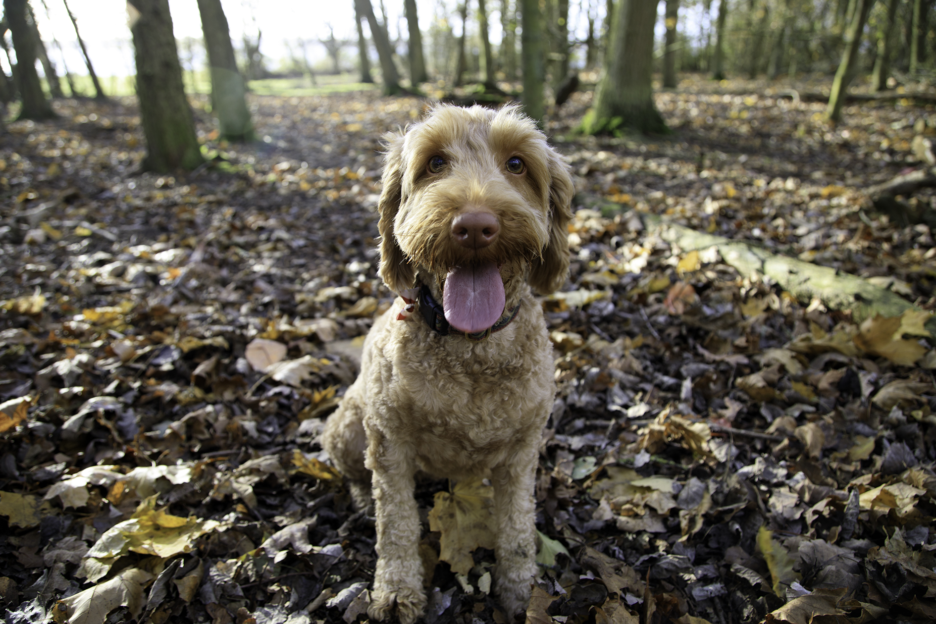 Autumn Pet safety tips: What to watch out for... - CAW Blog