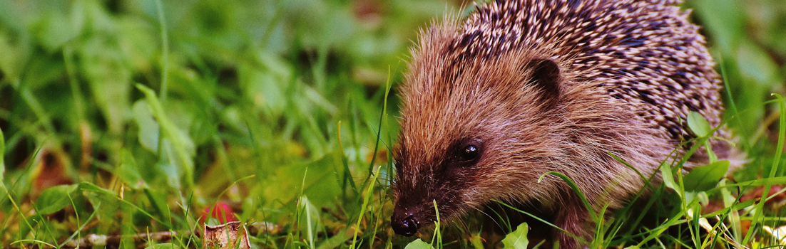 What is the state of Britain's hedgehogs? - CAW Blog