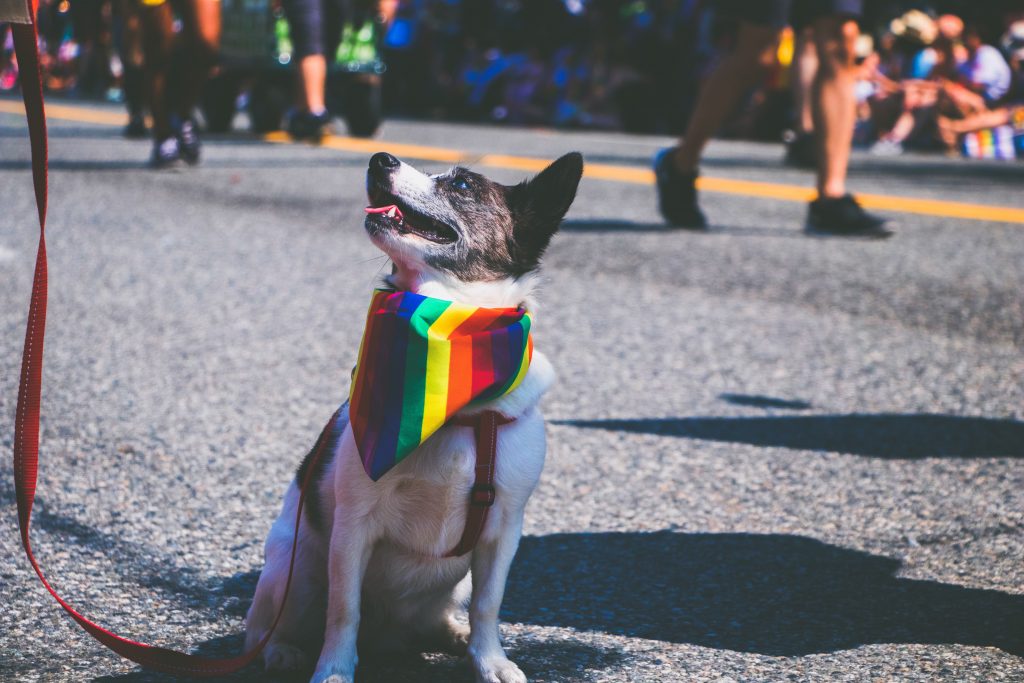 LGBT dog - CAW Blog