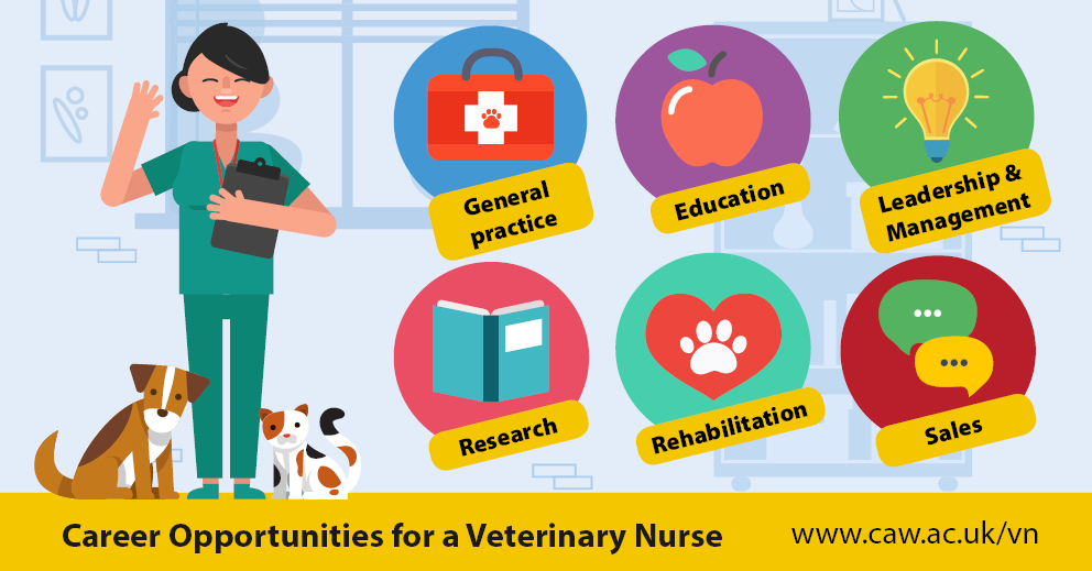 Veterinary Nursing Awareness Month: Where can your RVN qualification take you? - CAW Blog