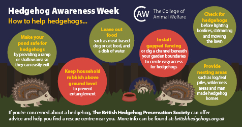 Hedgehog Awareness Week Infographic - CAW Blog
