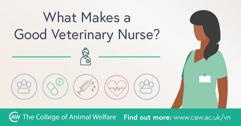 What Makes a Good Veterinary Nurse? - CAW Blog